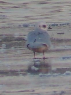 eBird Checklist - 15 Dec 2007 - Pig's Eye Slough - 9 species