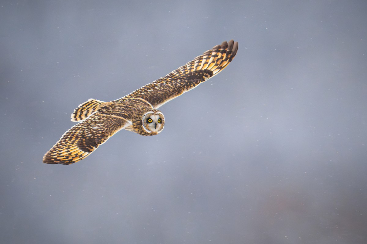 eBird Checklist - 26 Nov 2023 - Brunner Family Forest Preserve - 5 ...