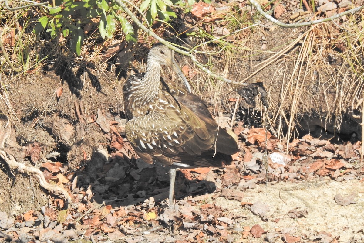 eBird Checklist - 27 Nov 2023 - Clayton Co. Water Authority--Lake ...