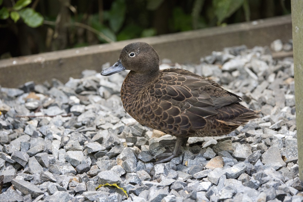 ML611653534 - Brown Teal - Macaulay Library