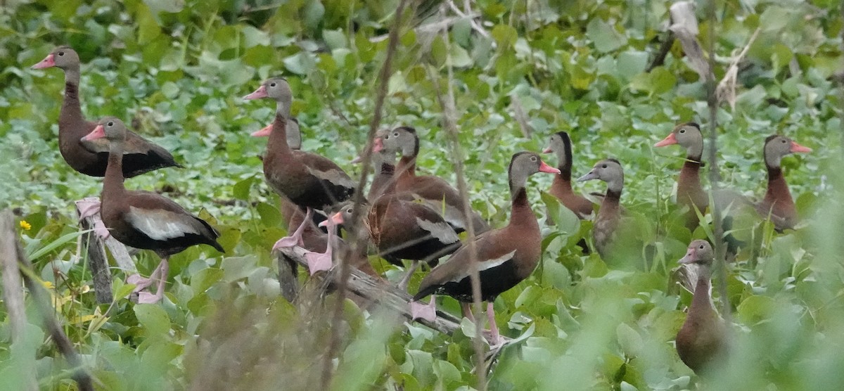 eBird Checklist - 27 Nov 2023 - T.M. Goodwin WMA--Broadmoor Unit - 66 ...