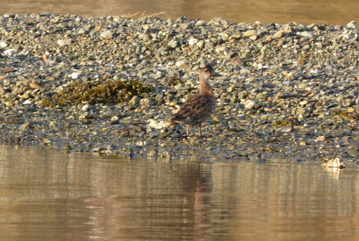 eBird Checklist - 28 Nov 2023 - *Numukamis Bay, including Carnation ...