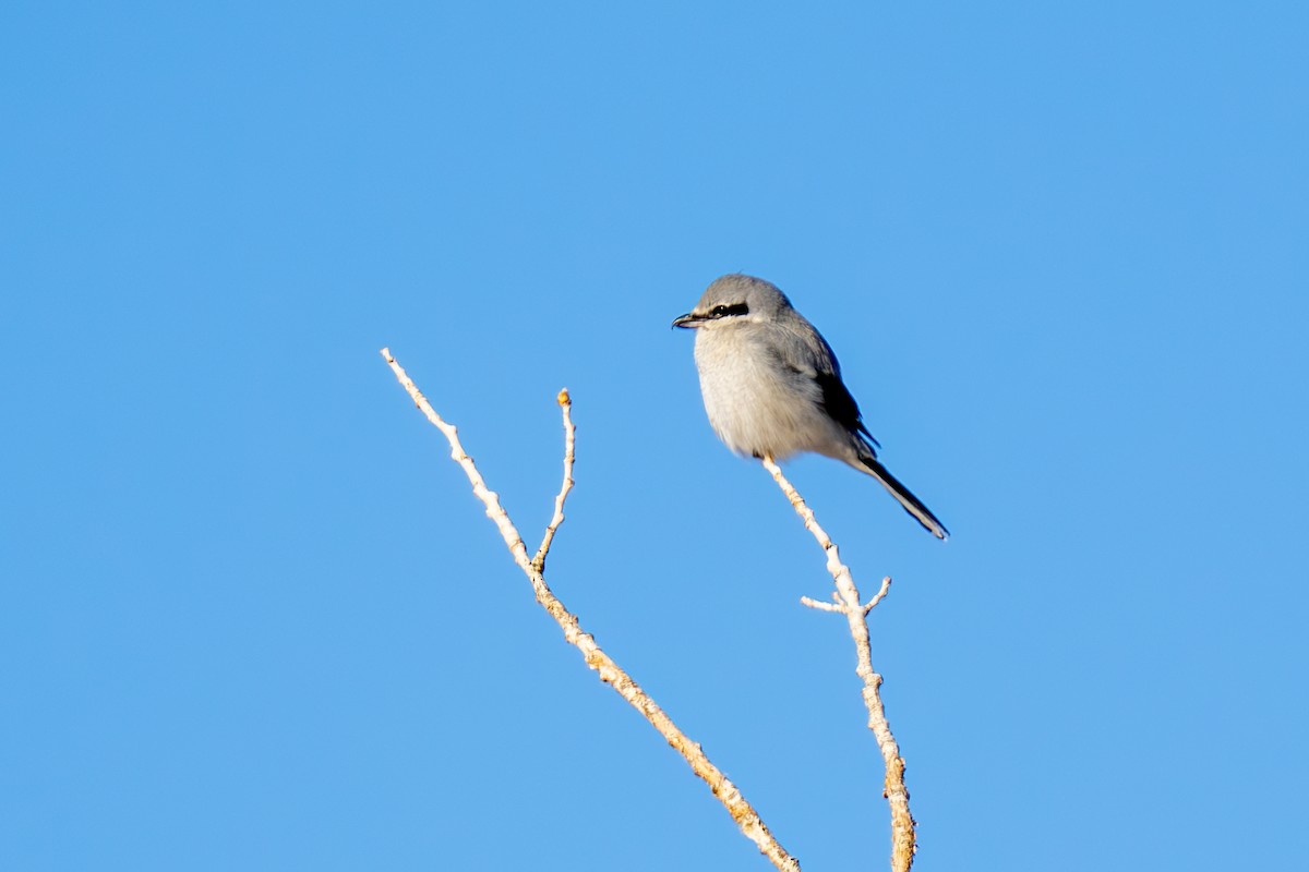 eBird Checklist - 27 Nov 2023 - 1774-1770 10 Rd, Mack - 12 species