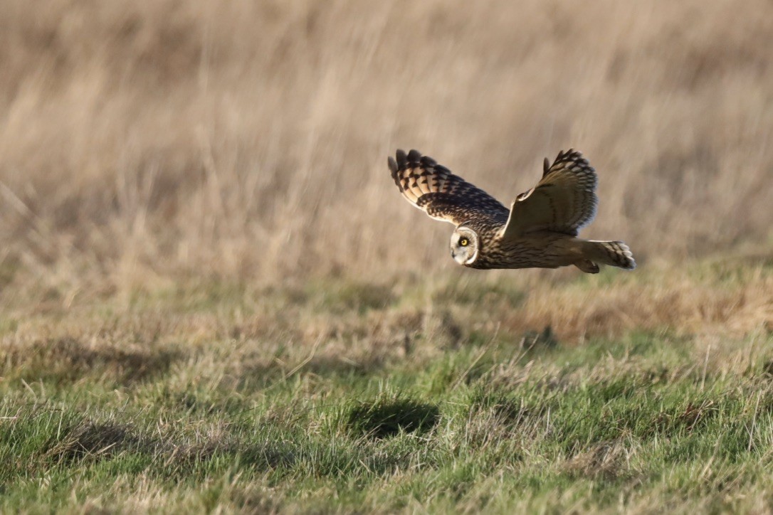 eBird Checklist - 1 Feb 2020 - East 90, Bow - 5 species