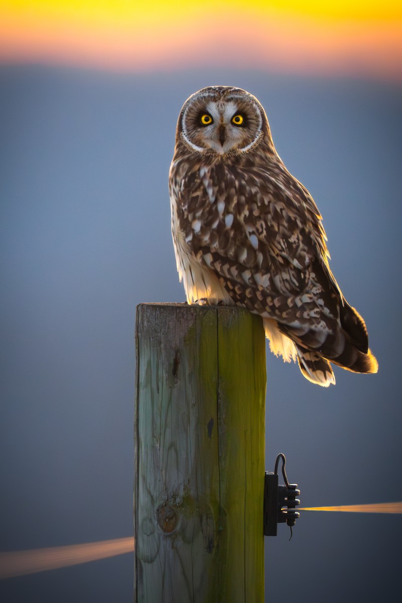 eBird Checklist - 29 Nov 2023 - Brunner Family Forest Preserve - 10 ...