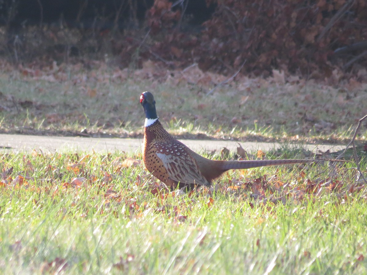 eBird Checklist - 30 Nov 2023 - Belle Isle - 15 species