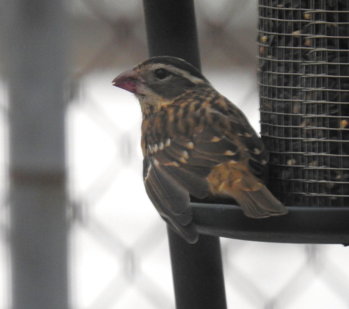 eBird Checklist - 1 Dec 2023 - My home backyard - 1 species