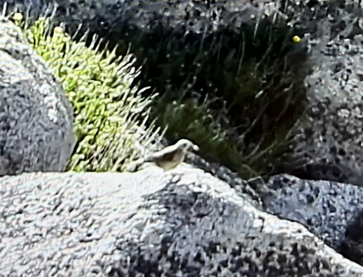 eBird Checklist - 22 Jul 2023 - Mt. Blue Sky (formerly Mt. Evans) - 2 ...