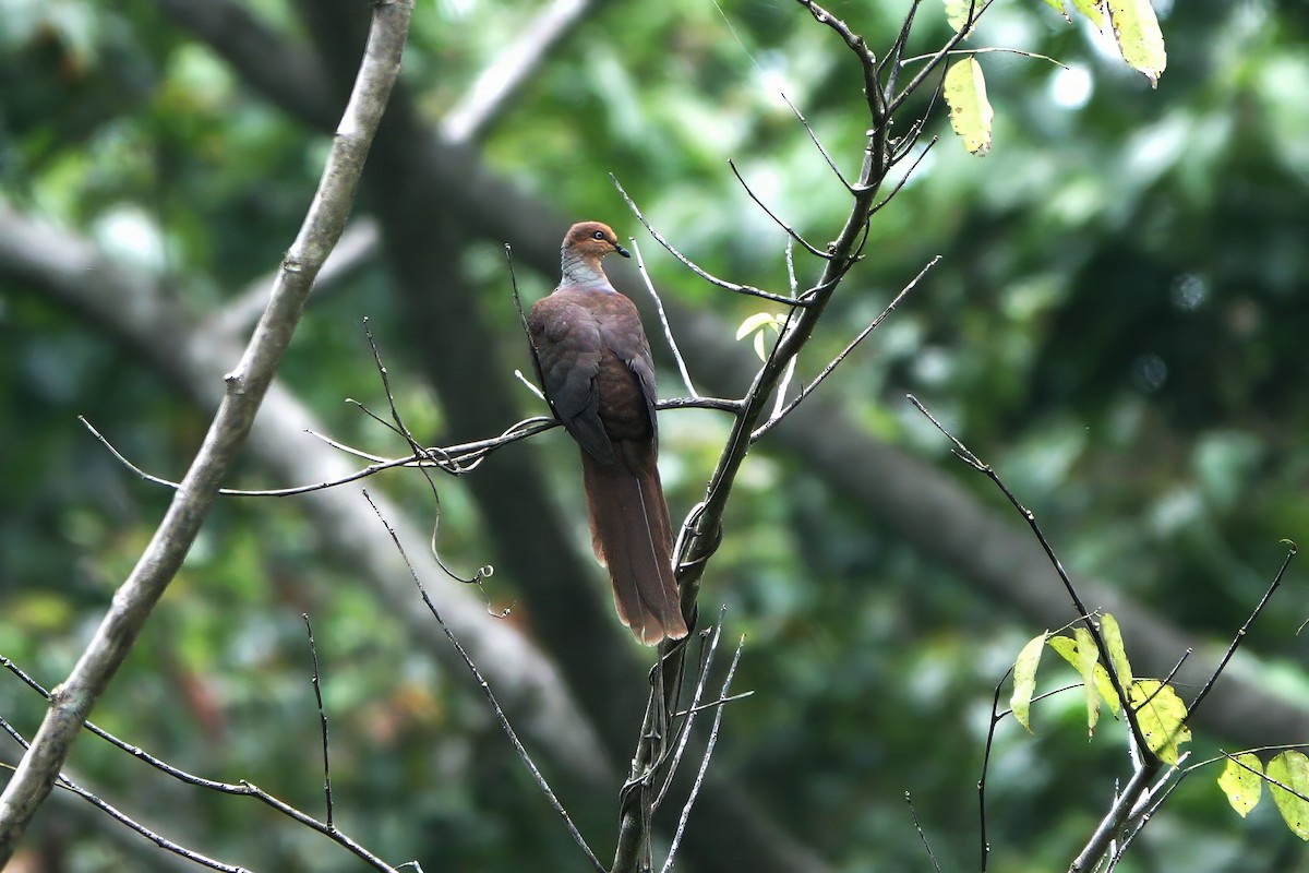 eBird Checklist - 13 Oct 2023 - Trans Seram Hwy b/w Access Rd and ...