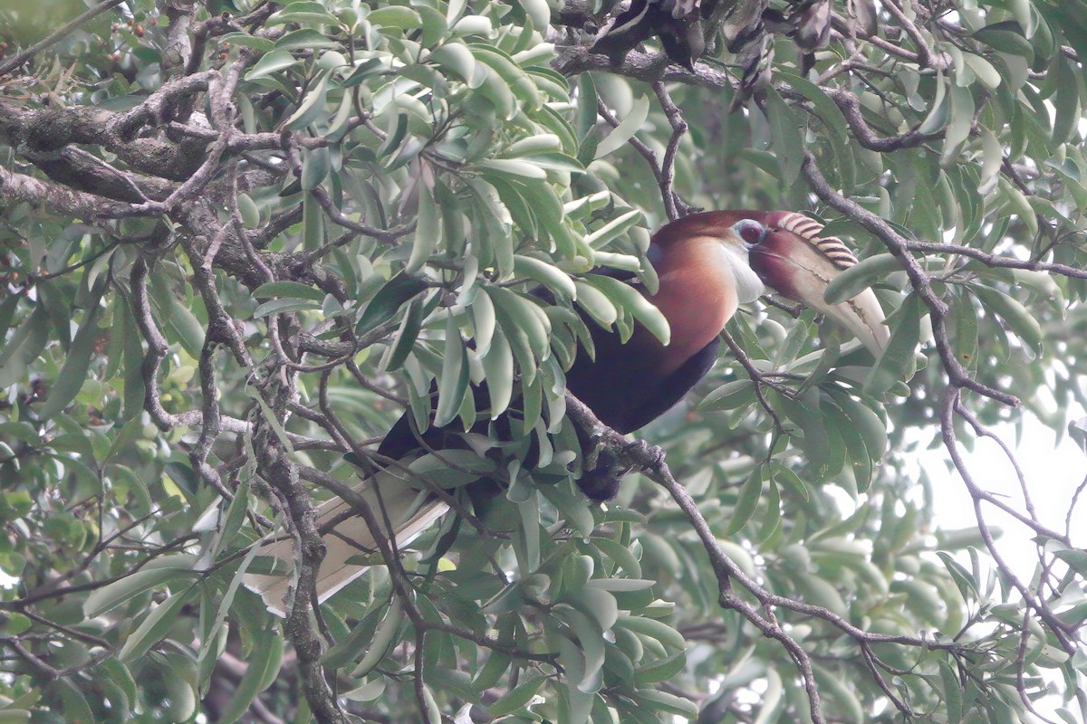eBird Checklist - 13 Oct 2023 - Manusela National Park - 19 species