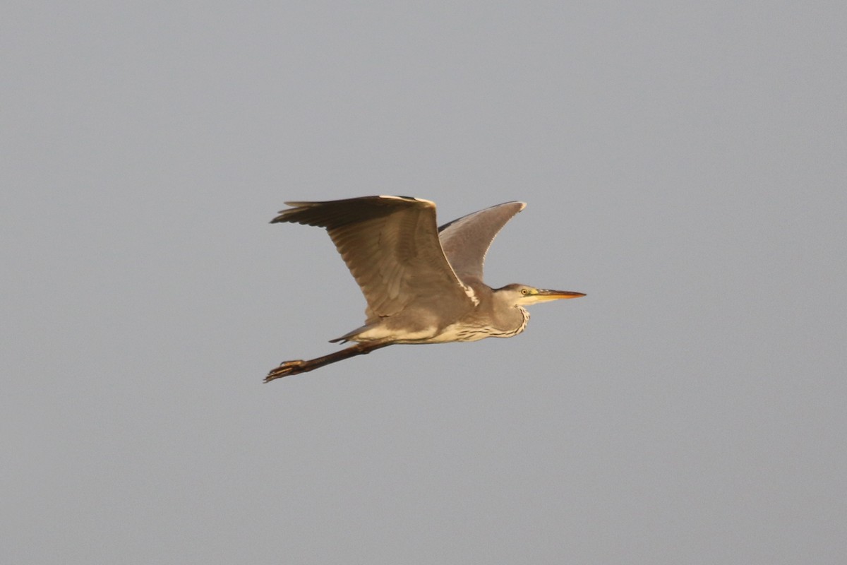 ML611787469 - Gray Heron - Macaulay Library