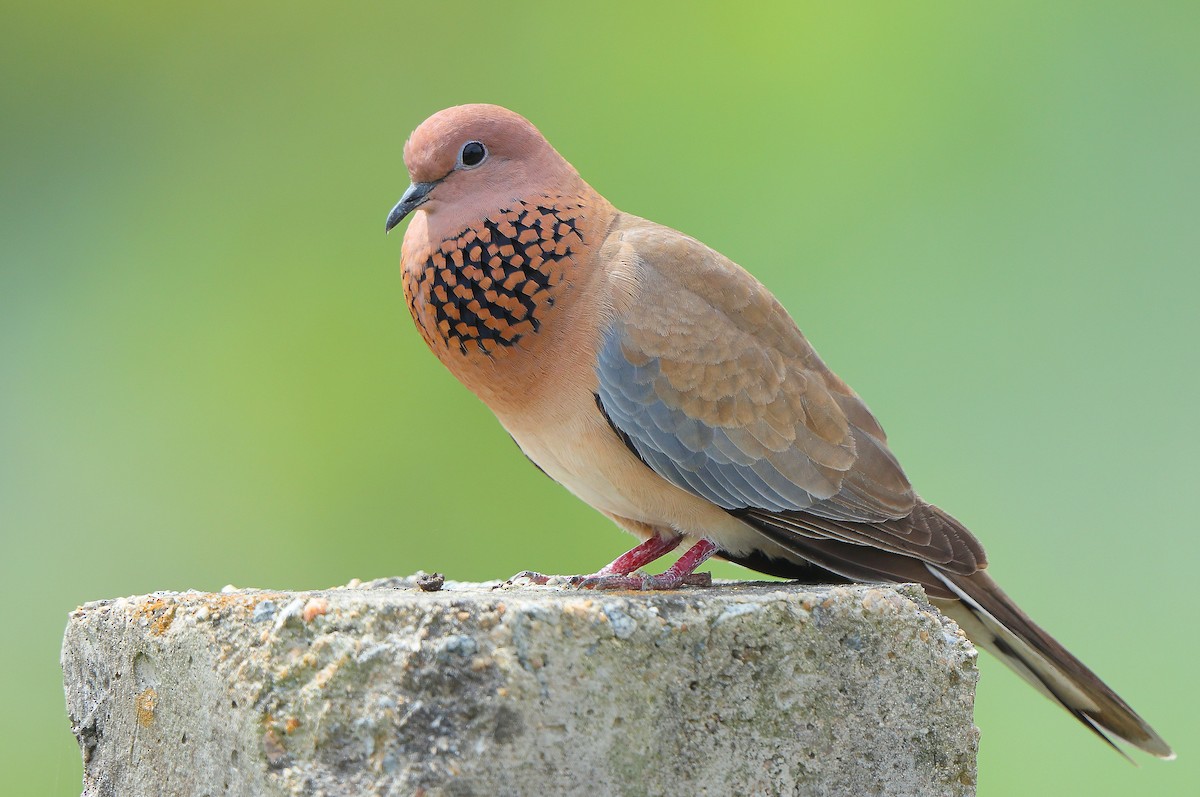 ML611789290 - Laughing Dove - Macaulay Library