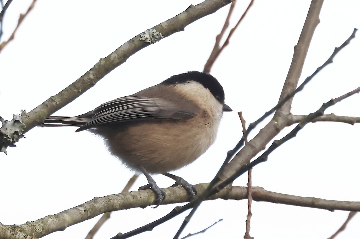 ML611789637 - Willow Tit - Macaulay Library
