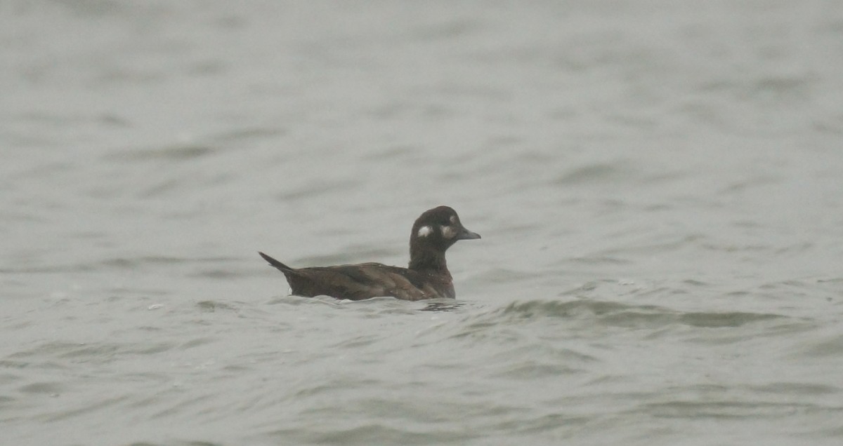 eBird Checklist - 2 Dec 2023 - Rockaway Beach--Edgemere (Beach 32nd ...
