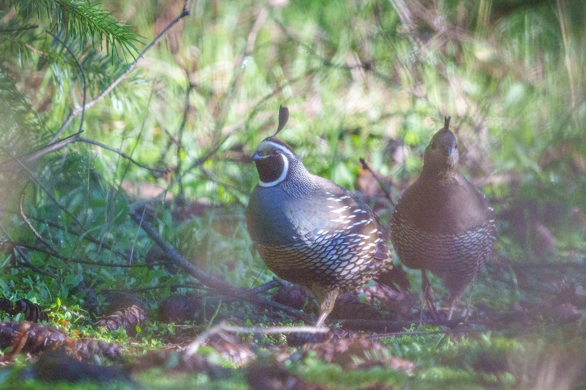 eBird Checklist - 2 Dec 2023 - Comox--Acacia Road (49.692, -124.941 ...