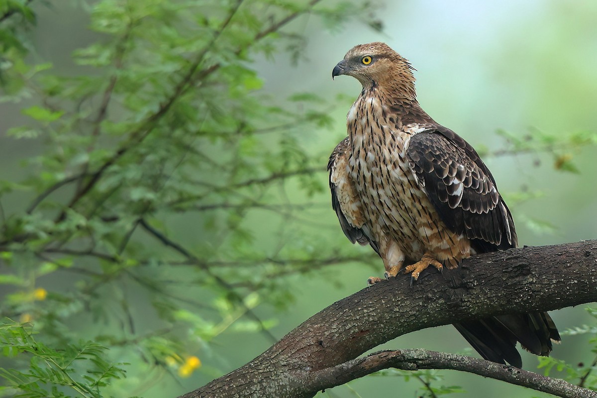 ML611825993 - Oriental Honey-buzzard - Macaulay Library