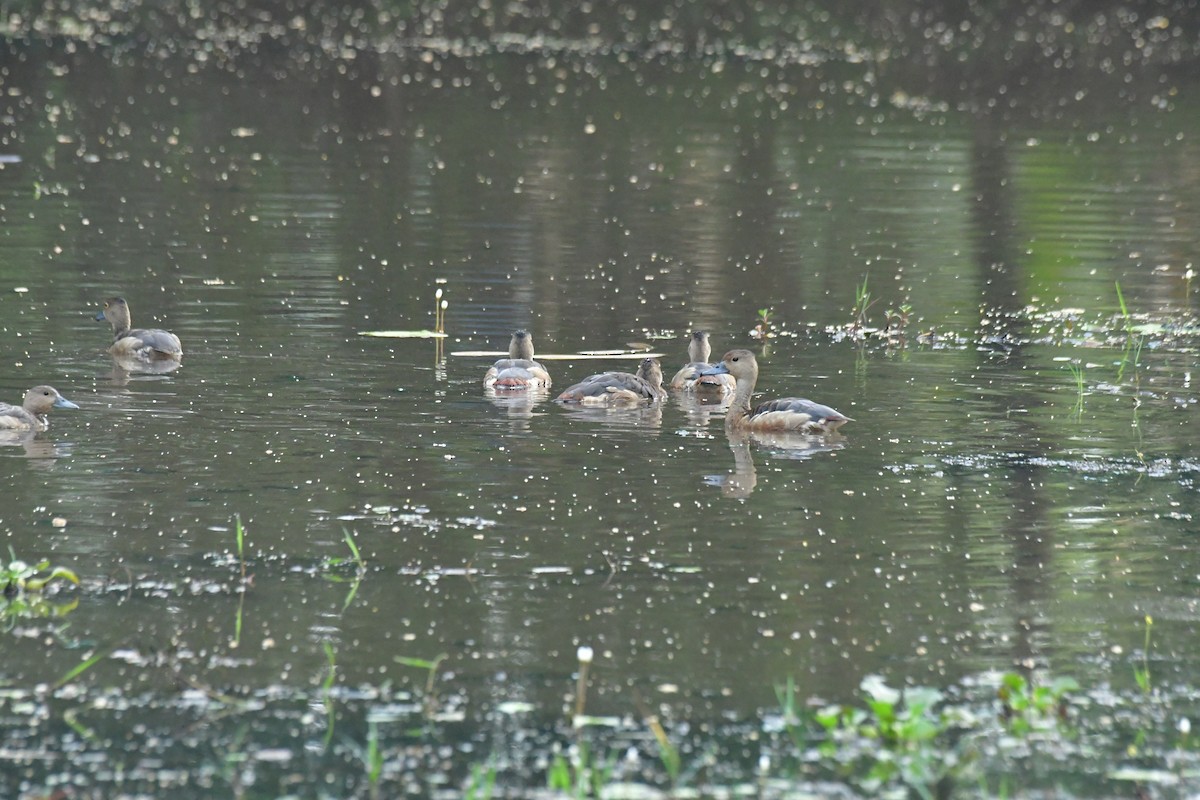 eBird Checklist - 3 Dec 2023 - Pavubma-Thodiyoor Bridge Road, Pavumba ...