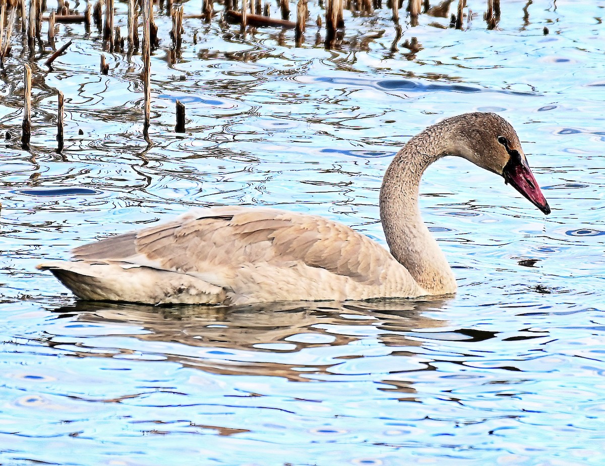 eBird Checklist - 3 Dec 2023 - Pella Crossing Open Space - 17 species