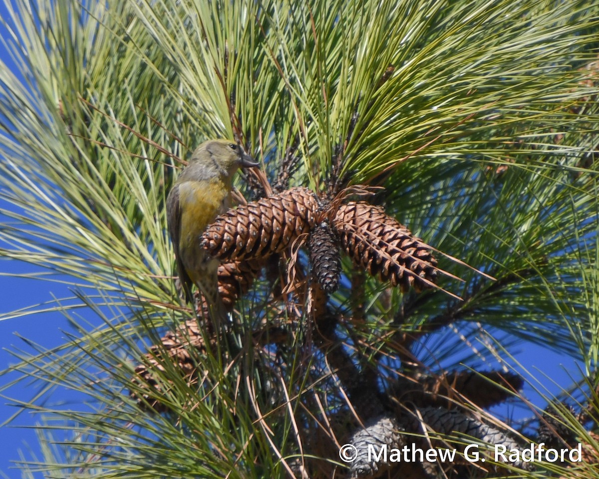 eBird Checklist - 3 Dec 2023 - Lake Carl Blackwell--HPELS - 15 species