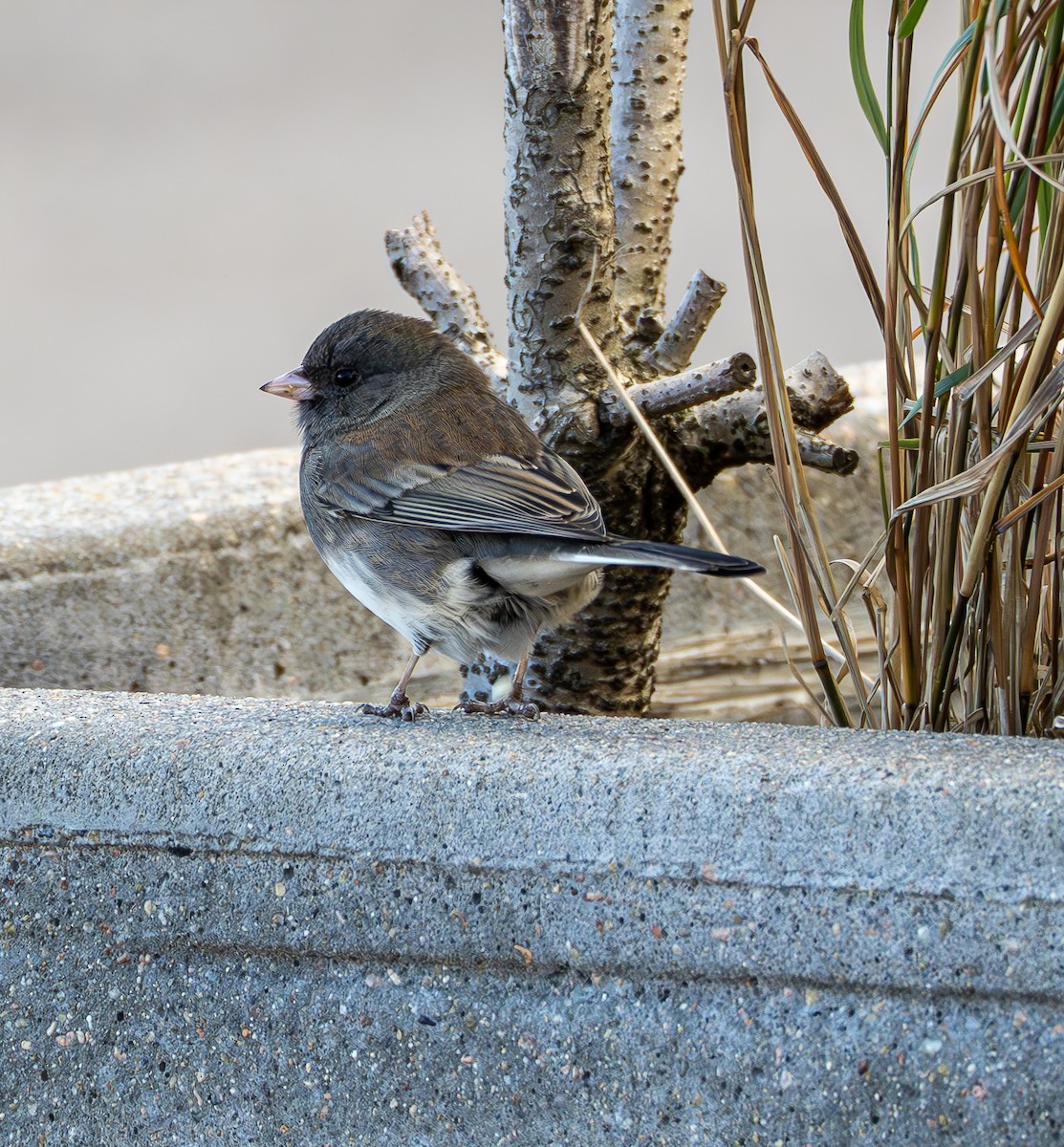 ML611860360 - Dark-eyed Junco (Slate-colored) - Macaulay Library