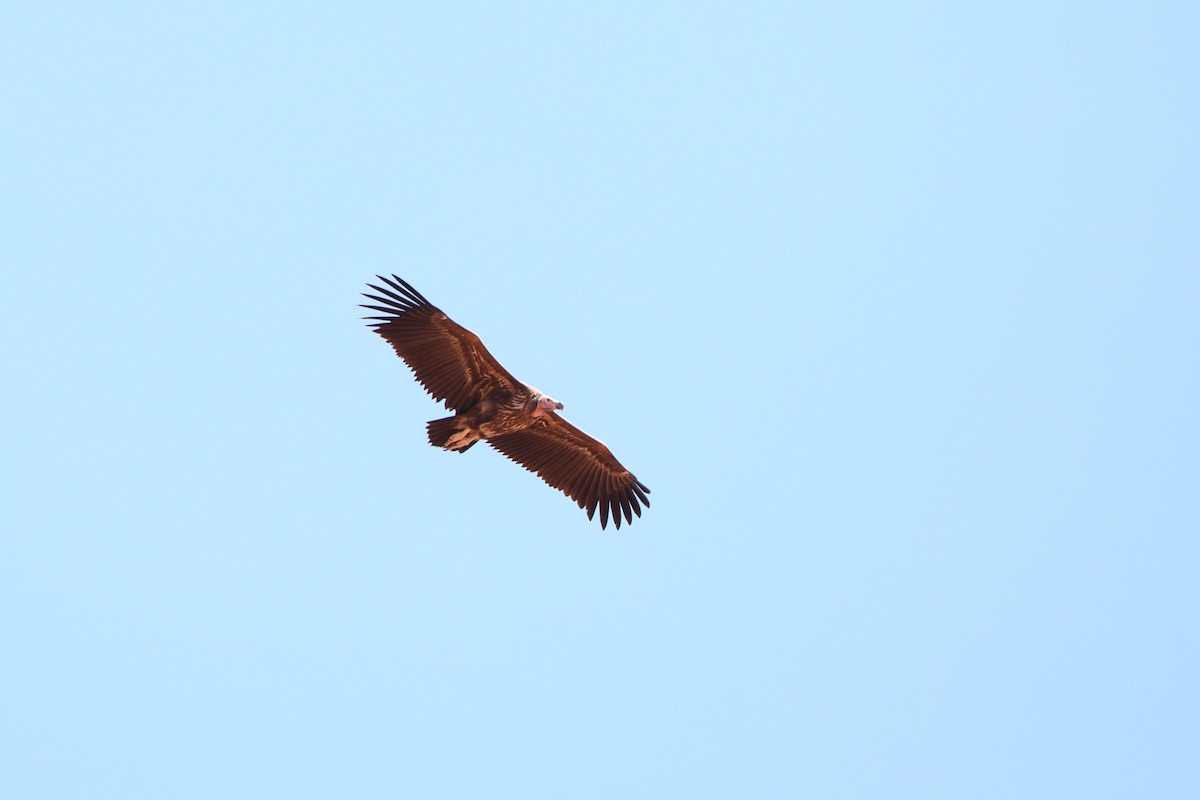 ML611860469 - Lappet-faced Vulture - Macaulay Library