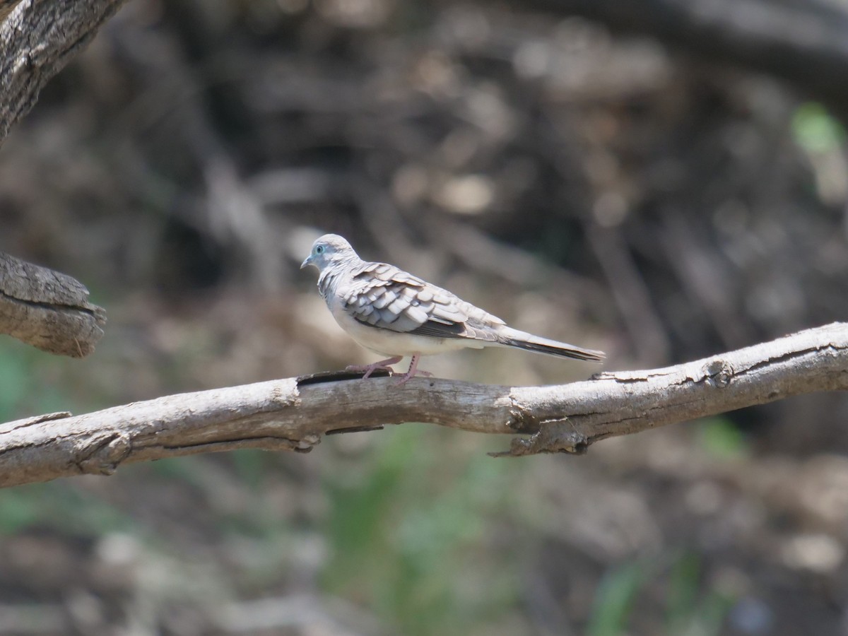 eBird Checklist - 3 Dec 2023 - Passmore Reserve (Ellangowan) - 30 species