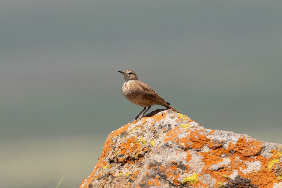 eBird Checklist - 5 Oct 2023 - Verloren Valei Nature Reserve - 24 species