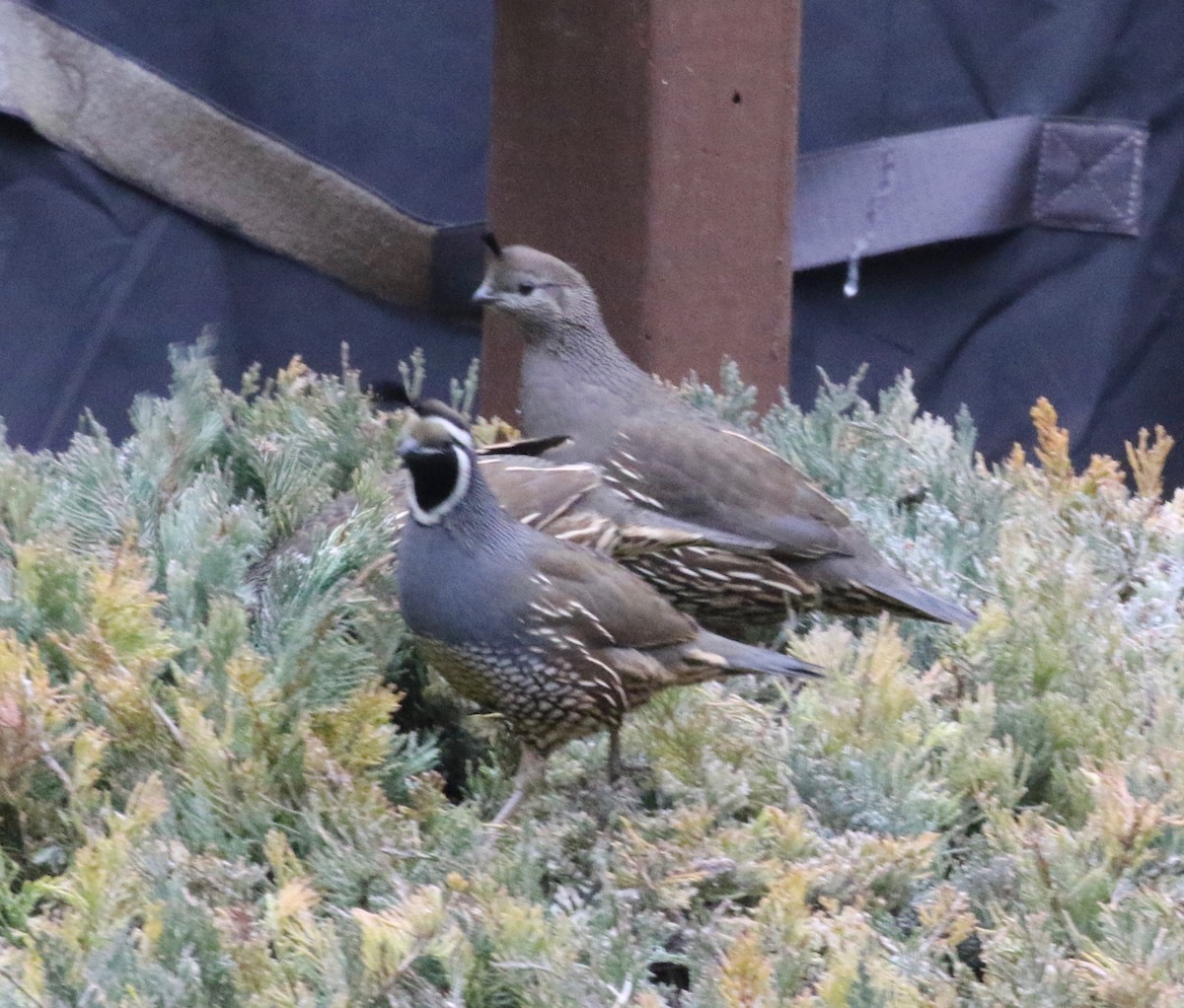 eBird Checklist - 26 Nov 2023 - stakeout Black-throated Blue Warbler ...