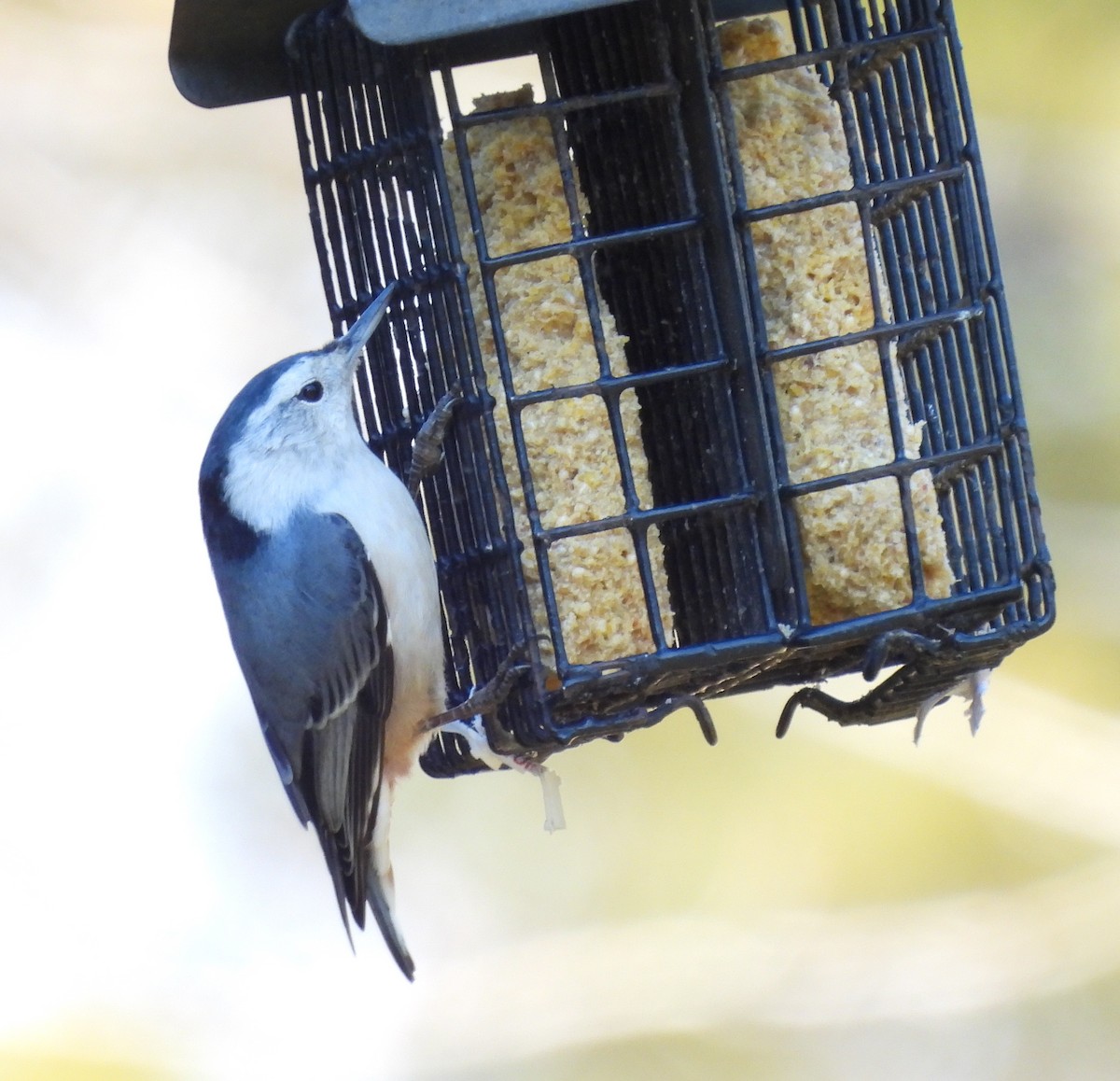 eBird Checklist - 4 Dec 2023 - Kohler-Andrae SP--Park Office Feeders ...