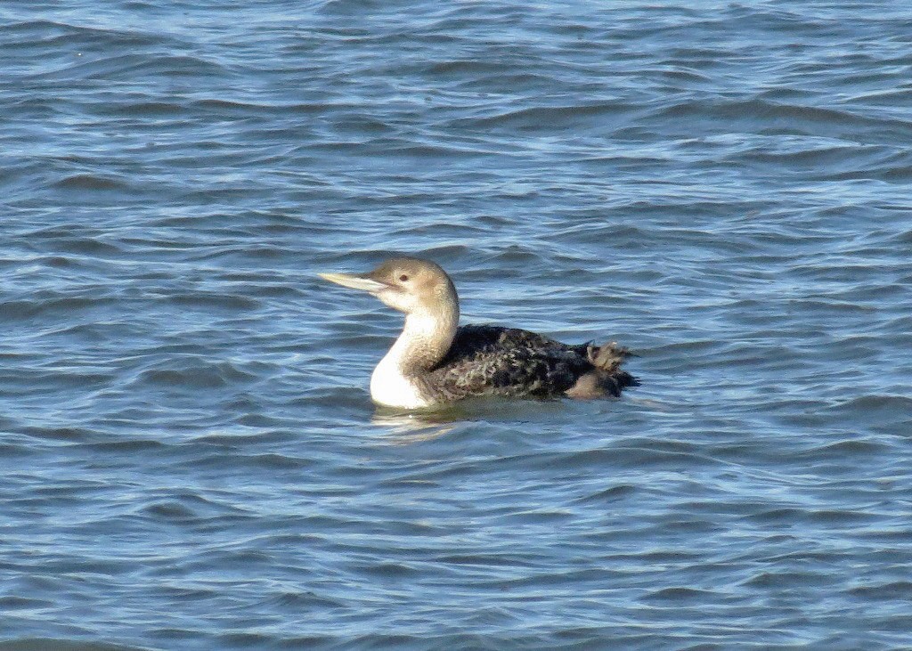 eBird Checklist - 1 Jan 2021 - Elgin Heritage Park, South Surrey - 1 ...