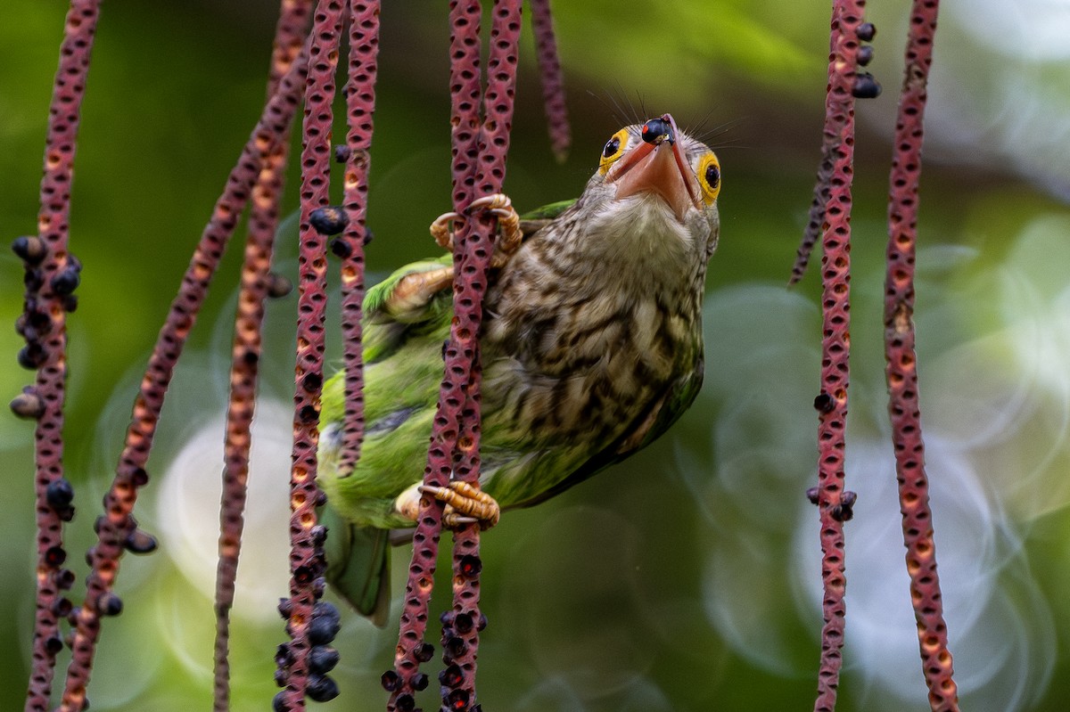 ML611897369 - Lineated Barbet - Macaulay Library