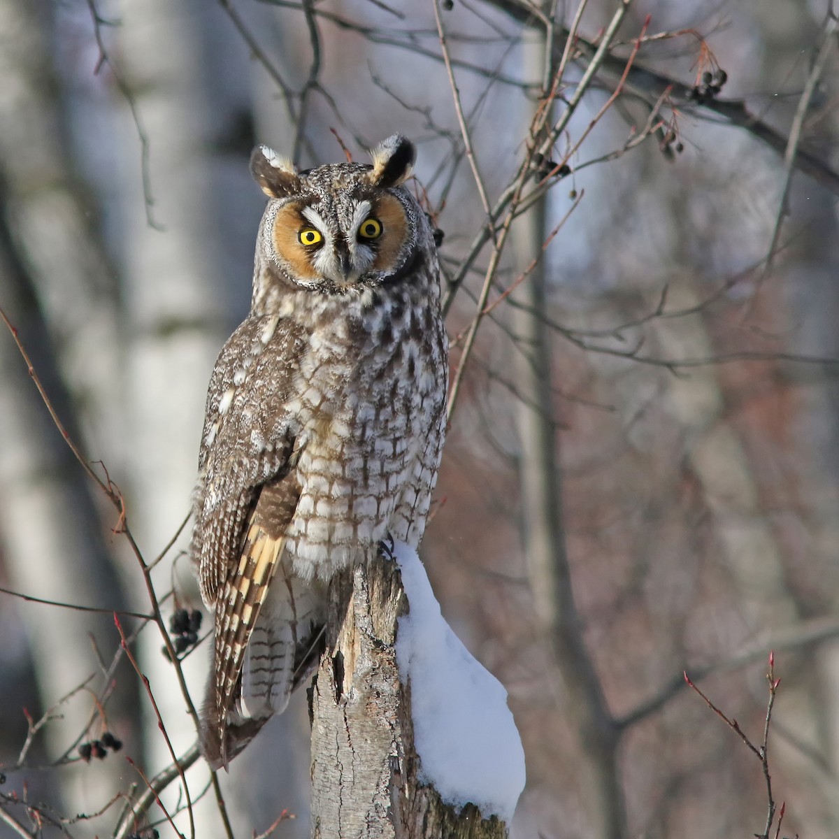 ML611909018 - Long-eared Owl - Macaulay Library