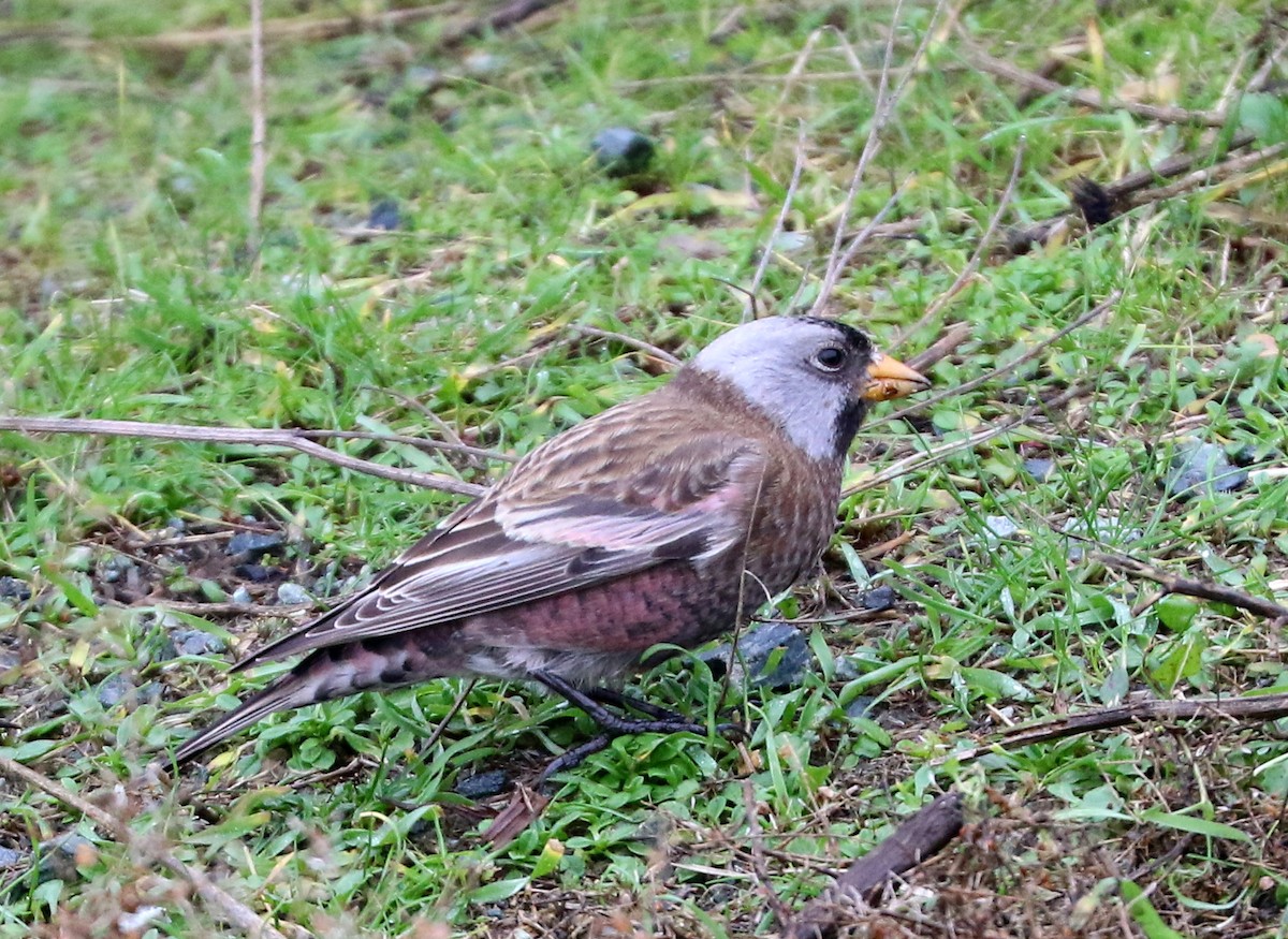 eBird Checklist - 5 Dec 2023 - Iona Island--South Jetty - 8 species