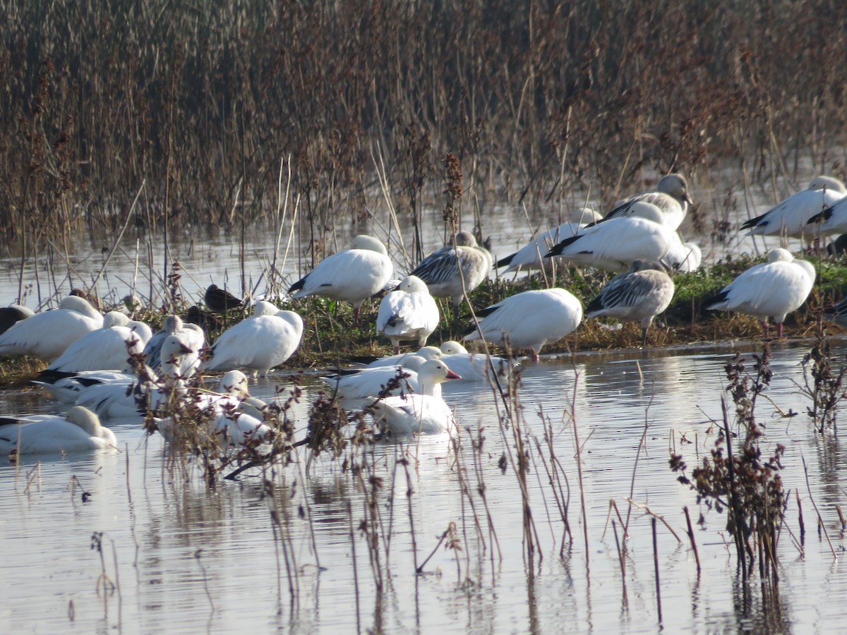 eBird Checklist - 5 Dec 2023 - Merced NWR (Please use a more specific ...