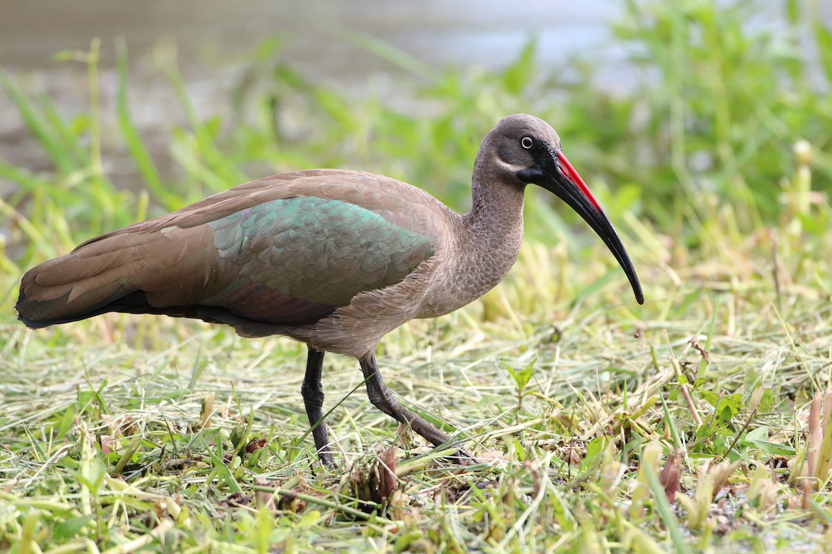 ML611929793 - Hadada Ibis - Macaulay Library