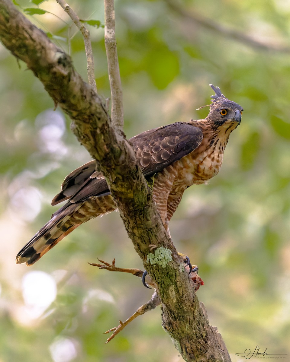 ML611931034 - Legge's Hawk-Eagle - Macaulay Library