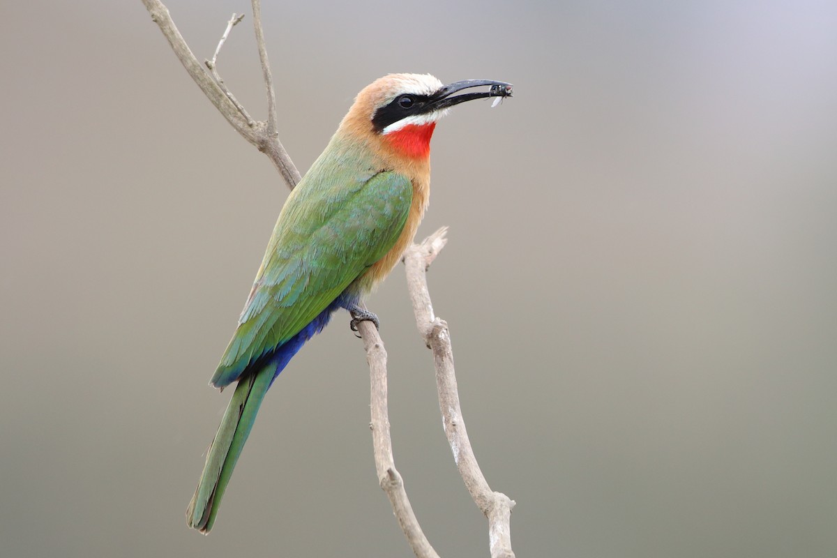 ML611941424 - White-fronted Bee-eater - Macaulay Library