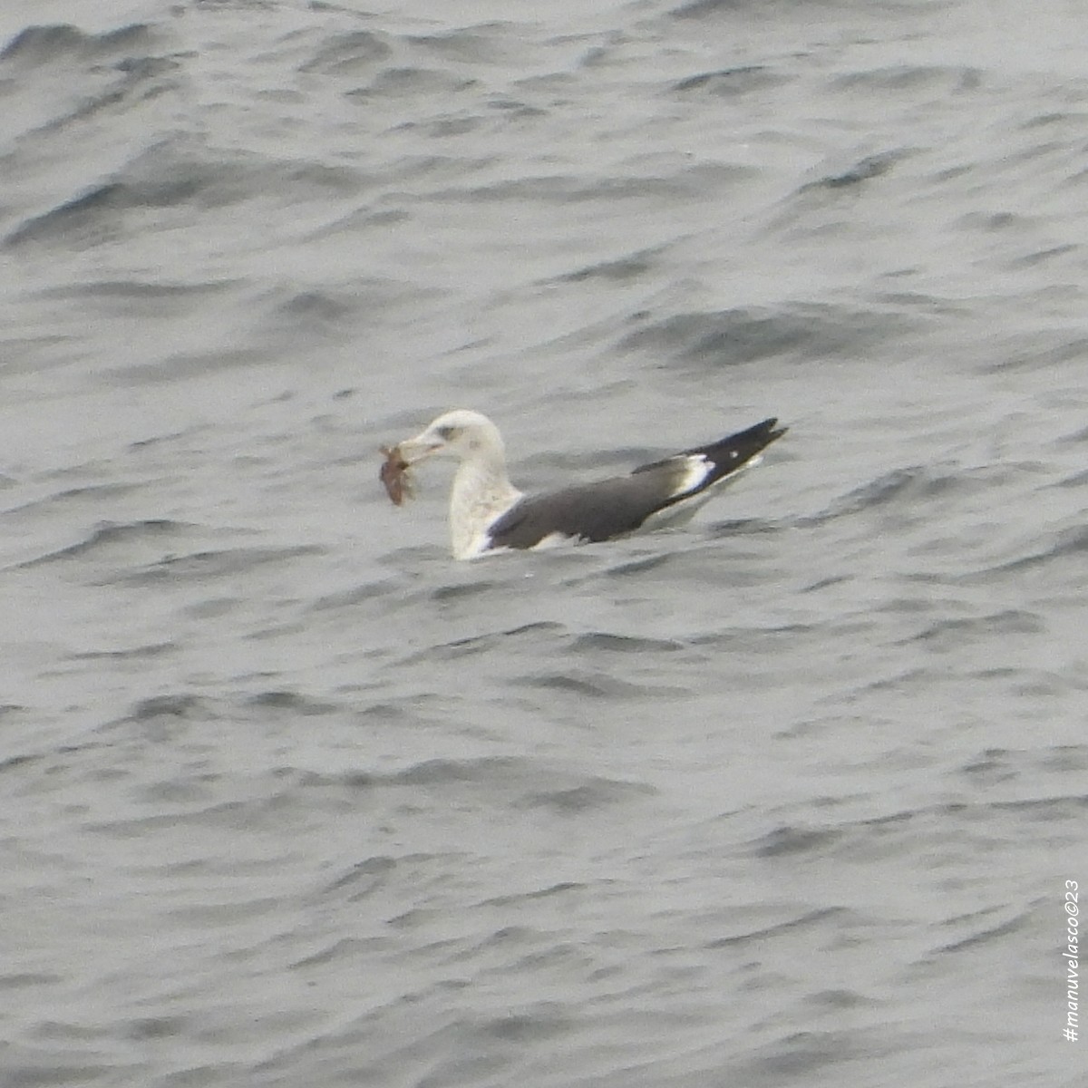 ML611942630 - Lesser Black-backed Gull - Macaulay Library