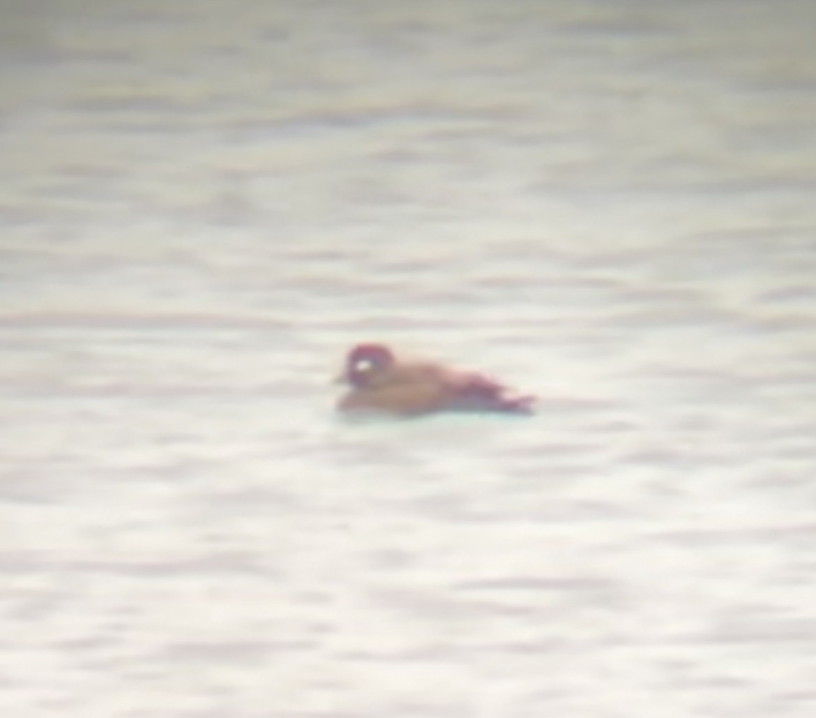 eBird Checklist - 6 Dec 2023 - Hoover Reservoir--Walnut Boat Ramp - 12 ...