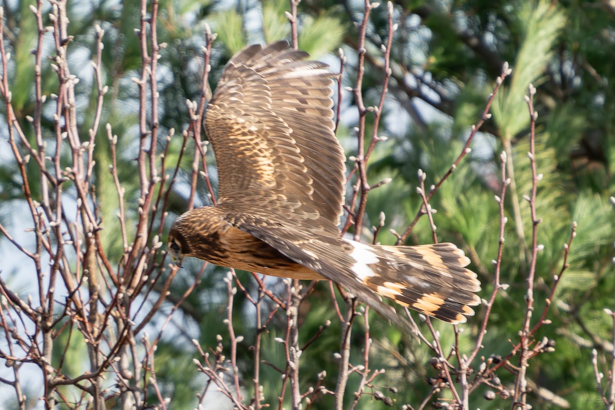eBird Checklist - 4 Dec 2023 - BC Fairgrounds/Barker's Brook NRA (old ...