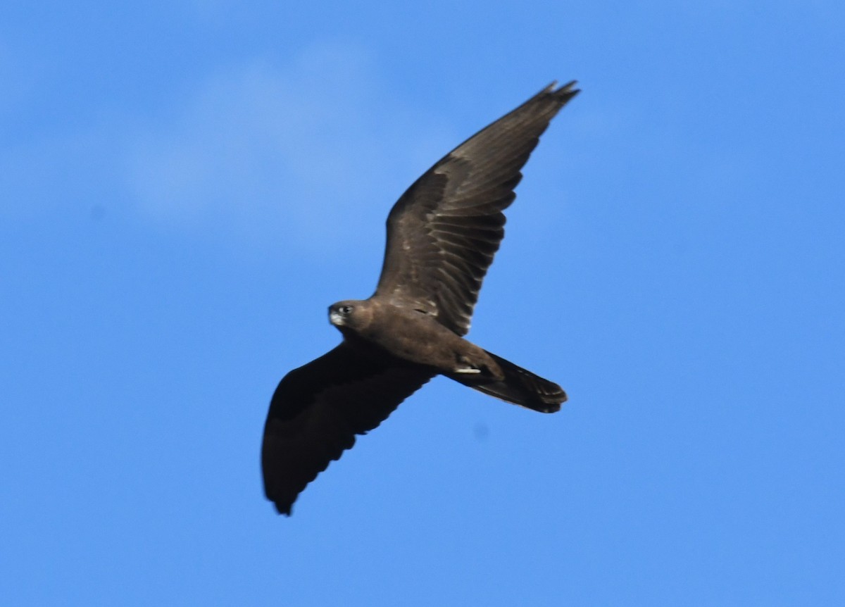 eBird Checklist - 6 Dec 2023 - Goschen Bushland Reserve - 29 species