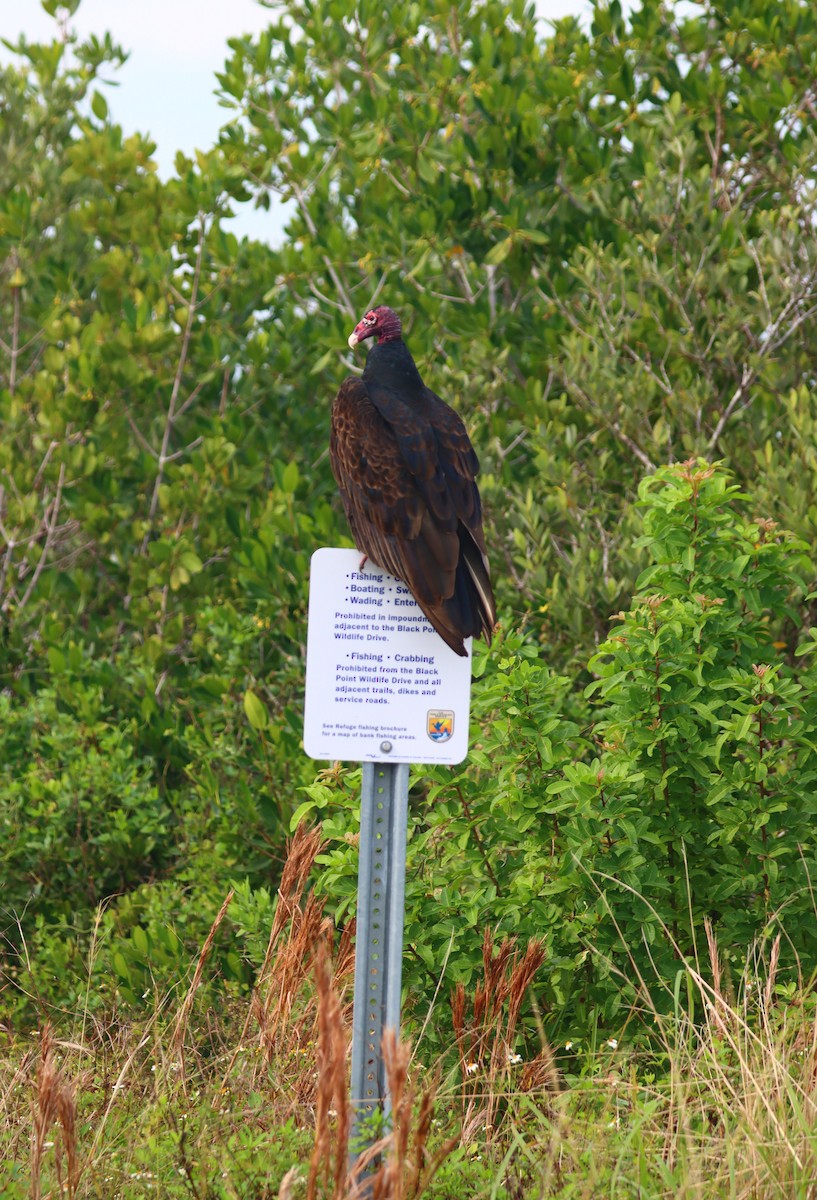 eBird Checklist - 5 Dec 2023 - Merritt Island NWR--Bio Lab Rd. - 15 species