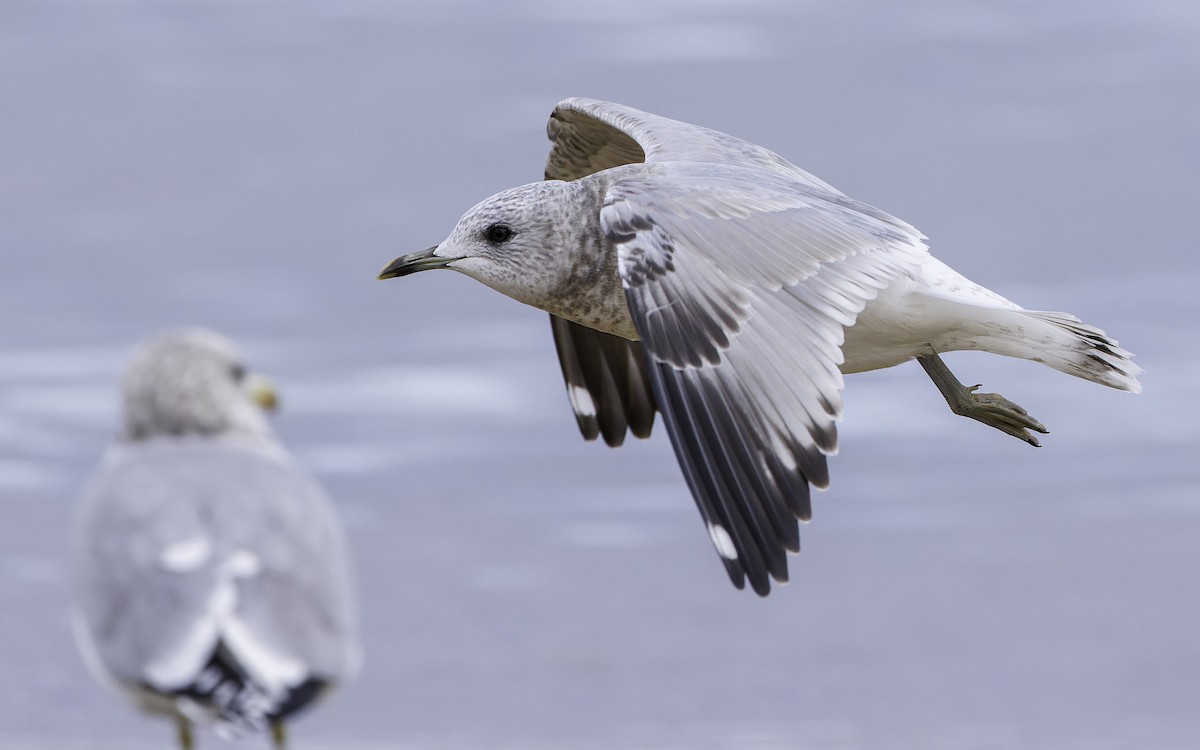 eBird Checklist - 7 Dec 2023 - Penticton--Okanagan Lake - 23 species ...