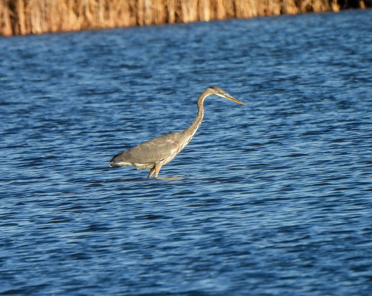 eBird Checklist - 8 Dec 2023 - Battelle Darby Creek Metro Park--Darby ...