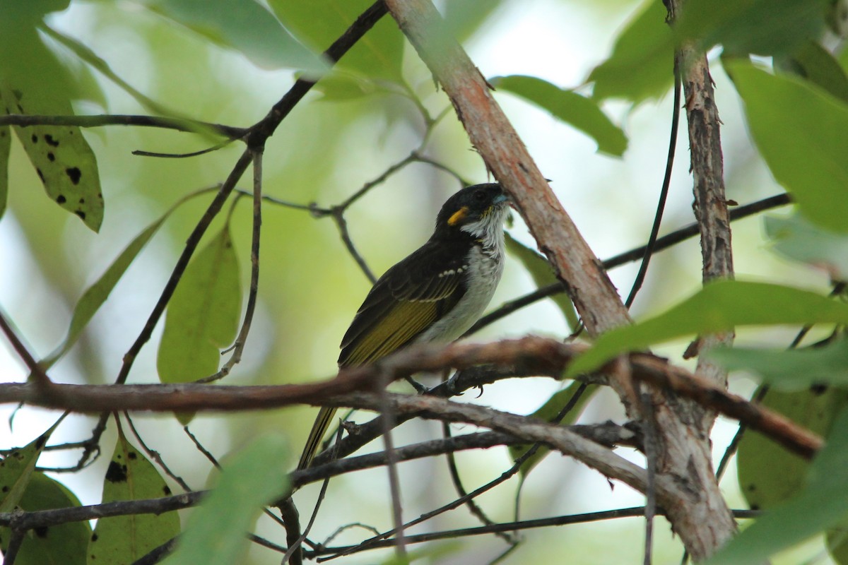 eBird Checklist - 23 Nov 2023 - Portland Road, Iron Range, Queensland ...