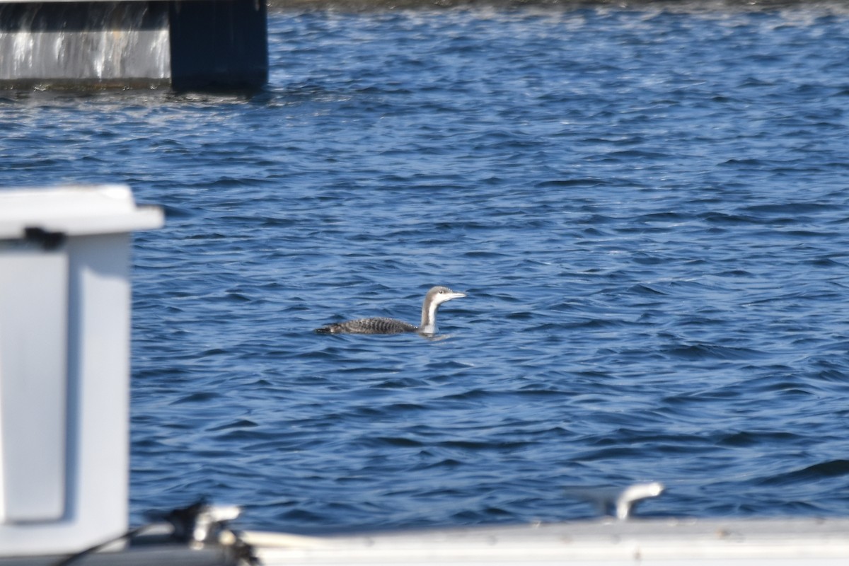 eBird Checklist - 8 Dec 2023 - Hamilton--Pier 4 Park (including Leander ...