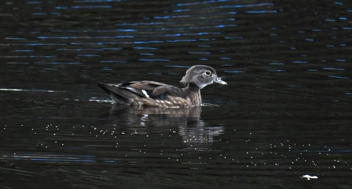 eBird Checklist - 9 Dec 2023 - Home, Kitty Hawk Bay Dr., Colington ...