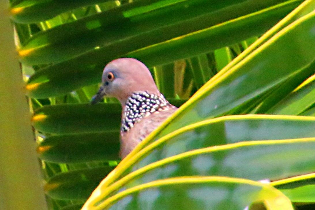 eBird Checklist - 21 May 2018 - Taman Alam Nature Reserve. - 57 species