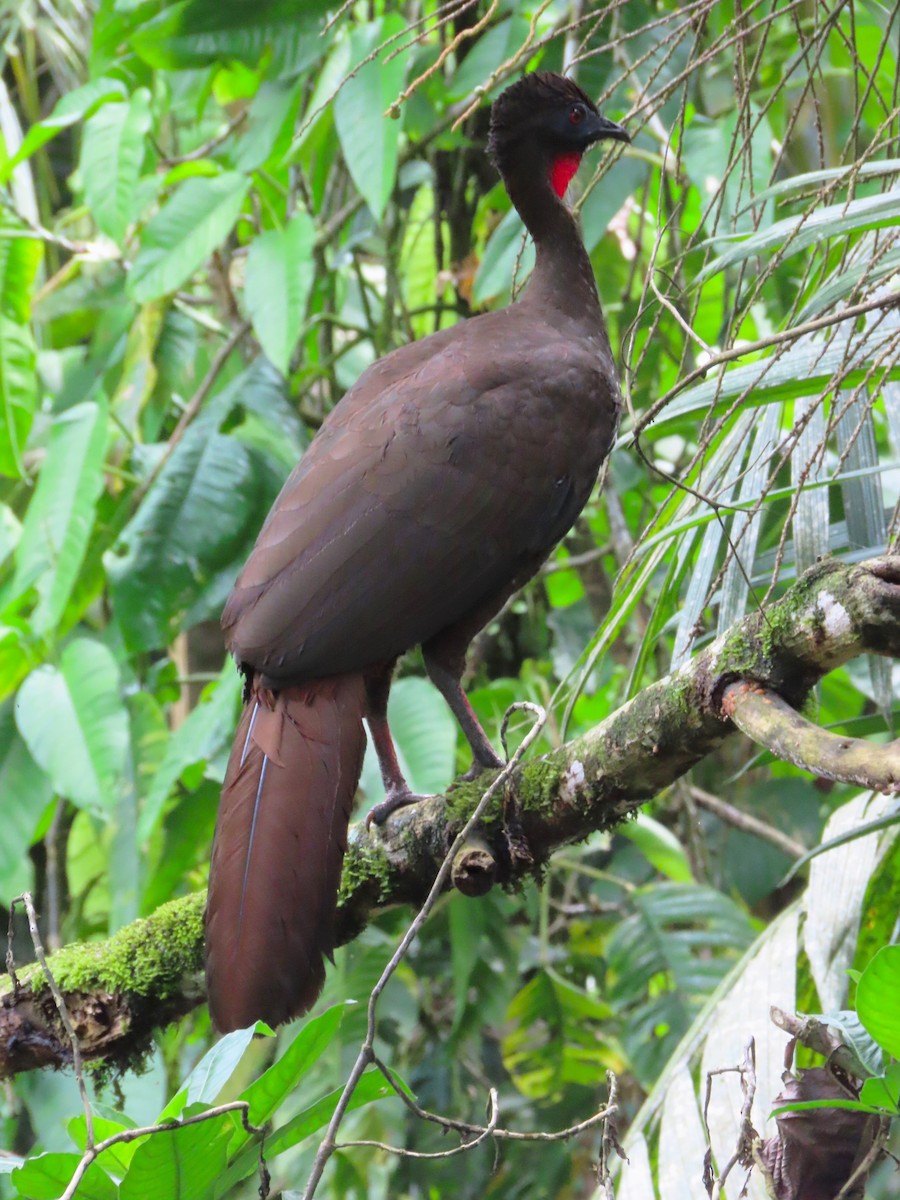 eBird Checklist - 7 Dec 2023 - Estación Biológica La Selva-OTS - 64 species