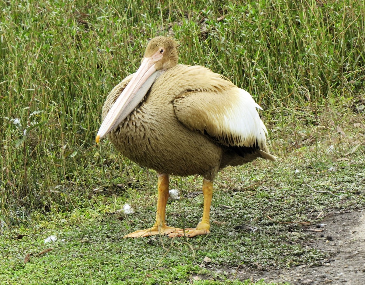 eBird Checklist - 8 Dec 2023 - I.G. Levy Park North (formerly Scranton ...